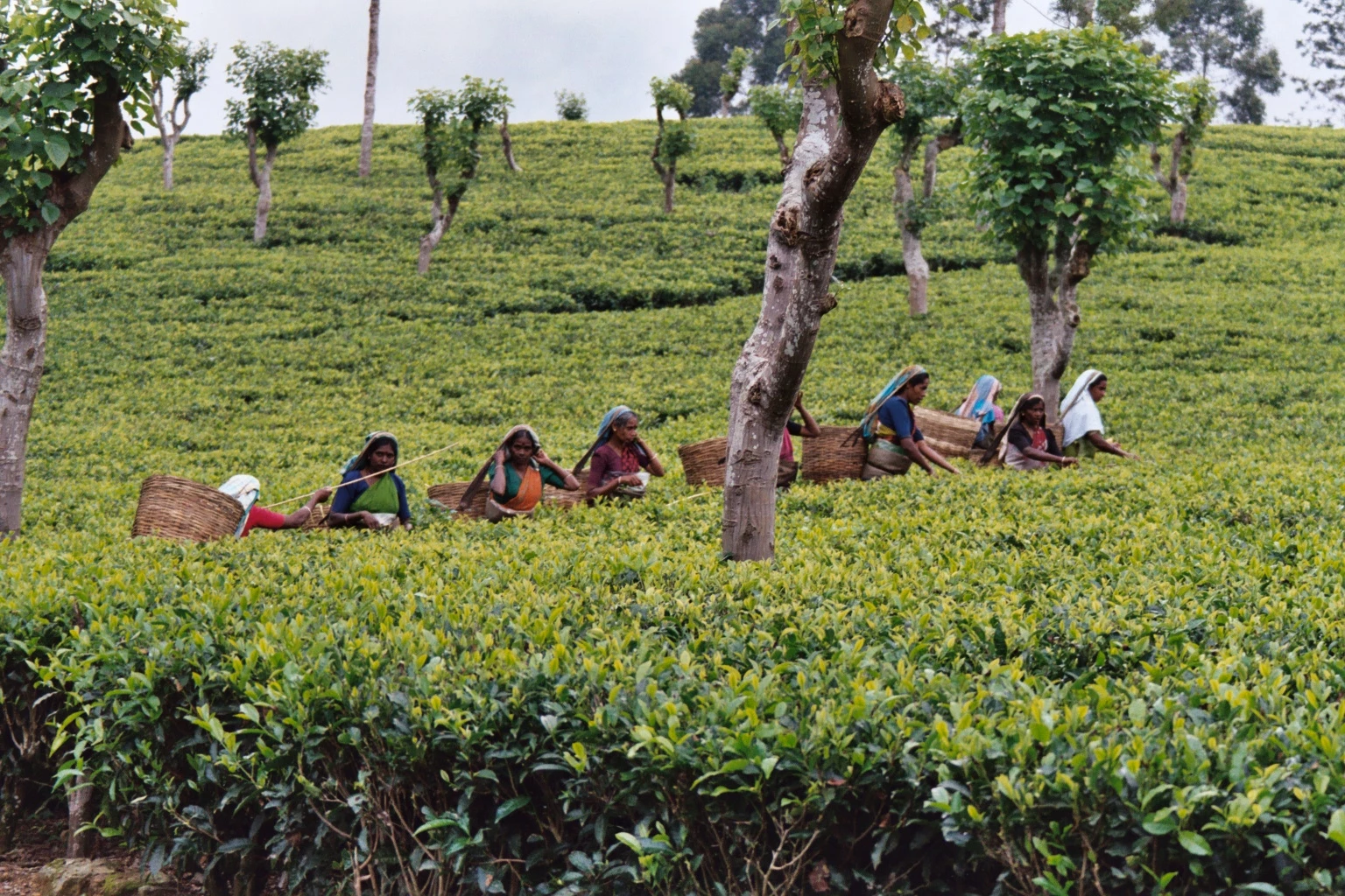 Afro Tea: Addis Ababa | Rooibos & Honeybush Tea